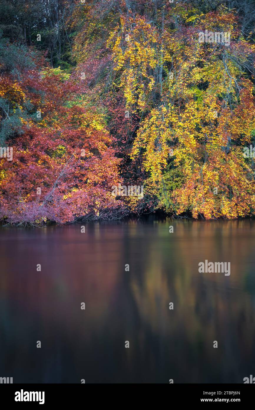 Beautiful trees and forest in vibrant autumn colours reflected in ...