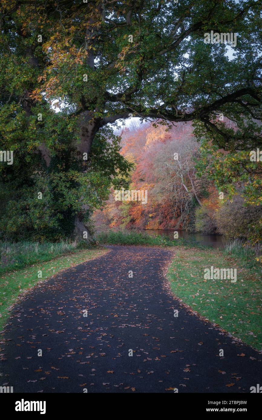 Footpath running next to Liffey River under tree arch. Beautiful trees ...