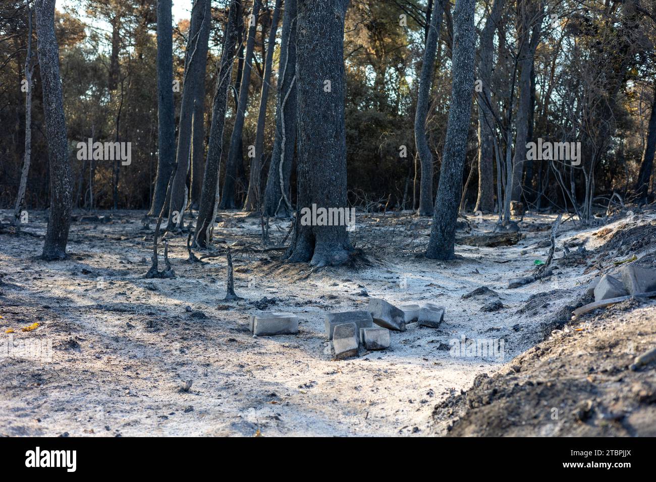 A desolate landscape of a burned area with charred trees, debris and ...