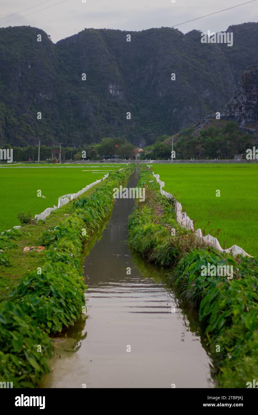 Rice fields on the country side, Ninh Bing, Vietnam Stock Photo - Alamy