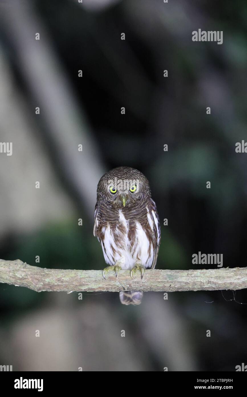 The Javan owlet (Glaucidium castanopterum) is a species of owl in the ...