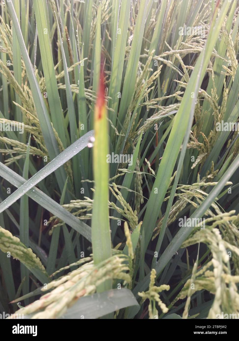 A vibrant landscape featuring a picturesque rice field with tall, thin ...