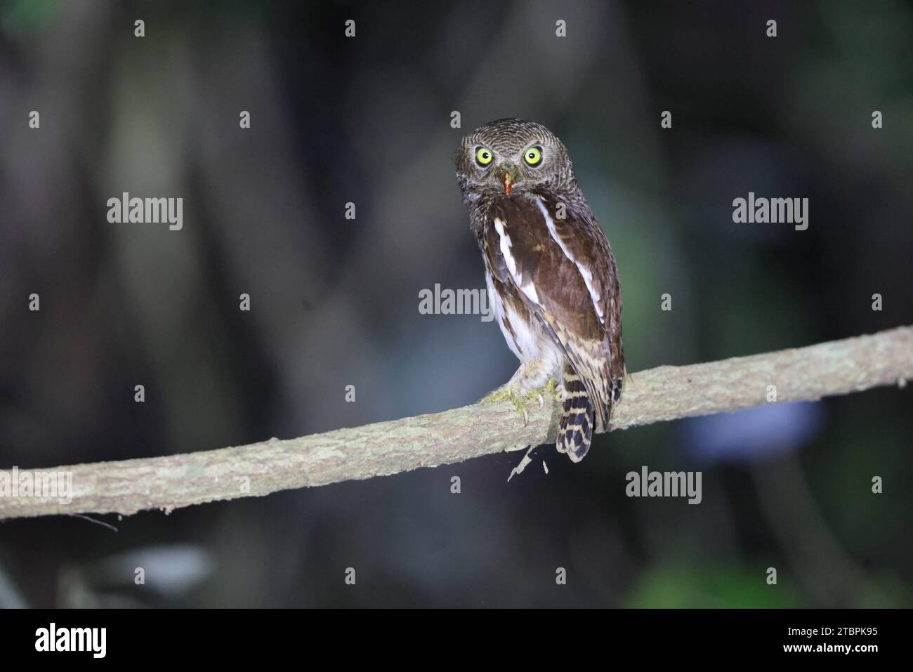Species of owl in the family strigidae hi-res stock photography and ...