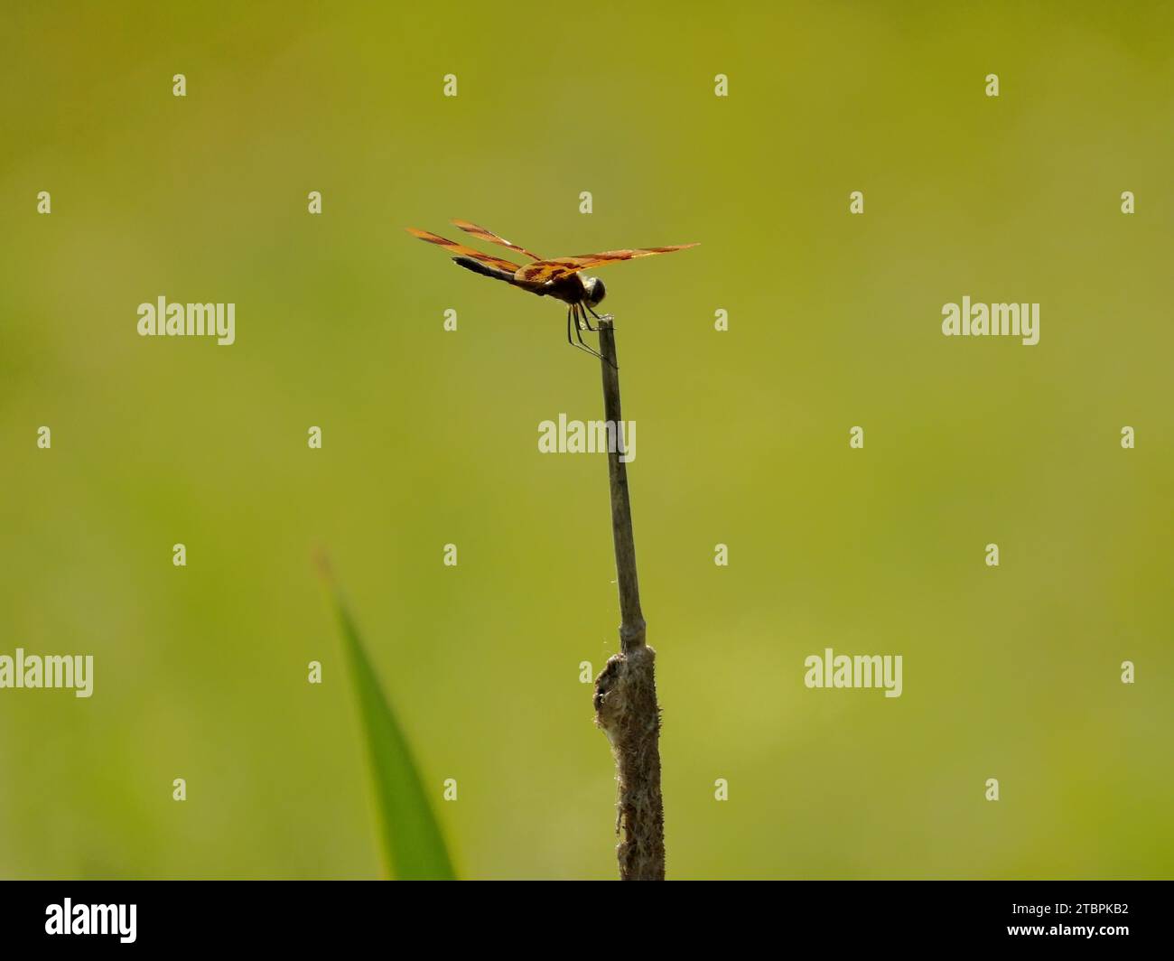 A high-resolution image of a dragonfly perched atop a slender stick ...