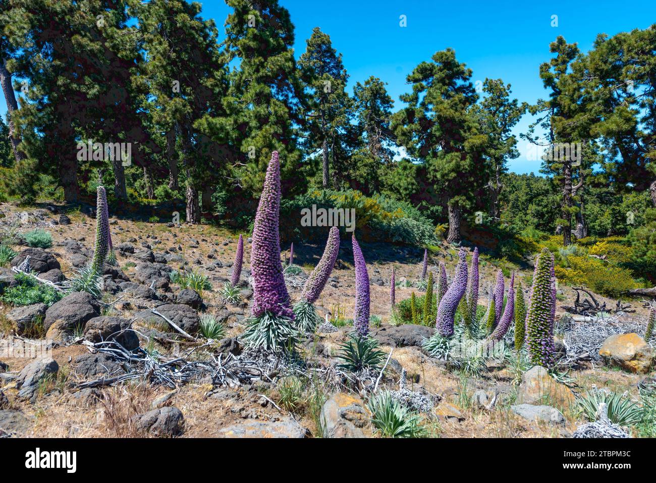 A scenic outdoor view featuring a large expanse of rocky terrain, with ...