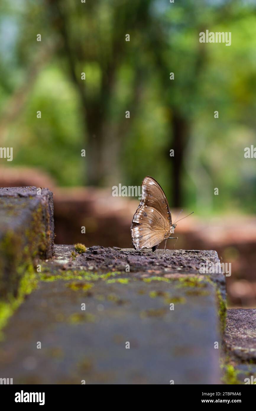 Female blue moon butterfly hi-res stock photography and images - Alamy