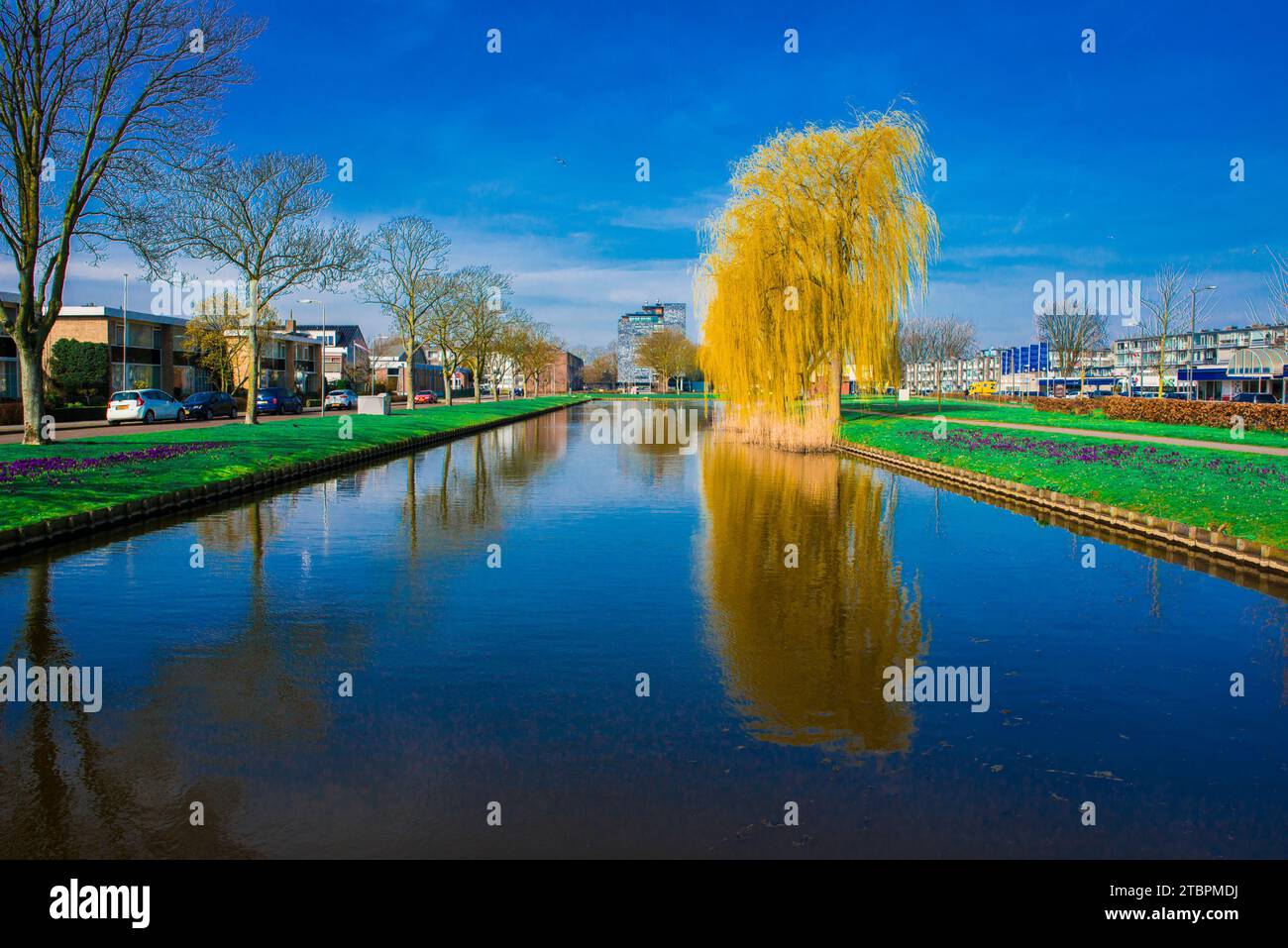 Zwijndrecht, Netherlands. Avenue Canal with Weeping Willow reflecting ...