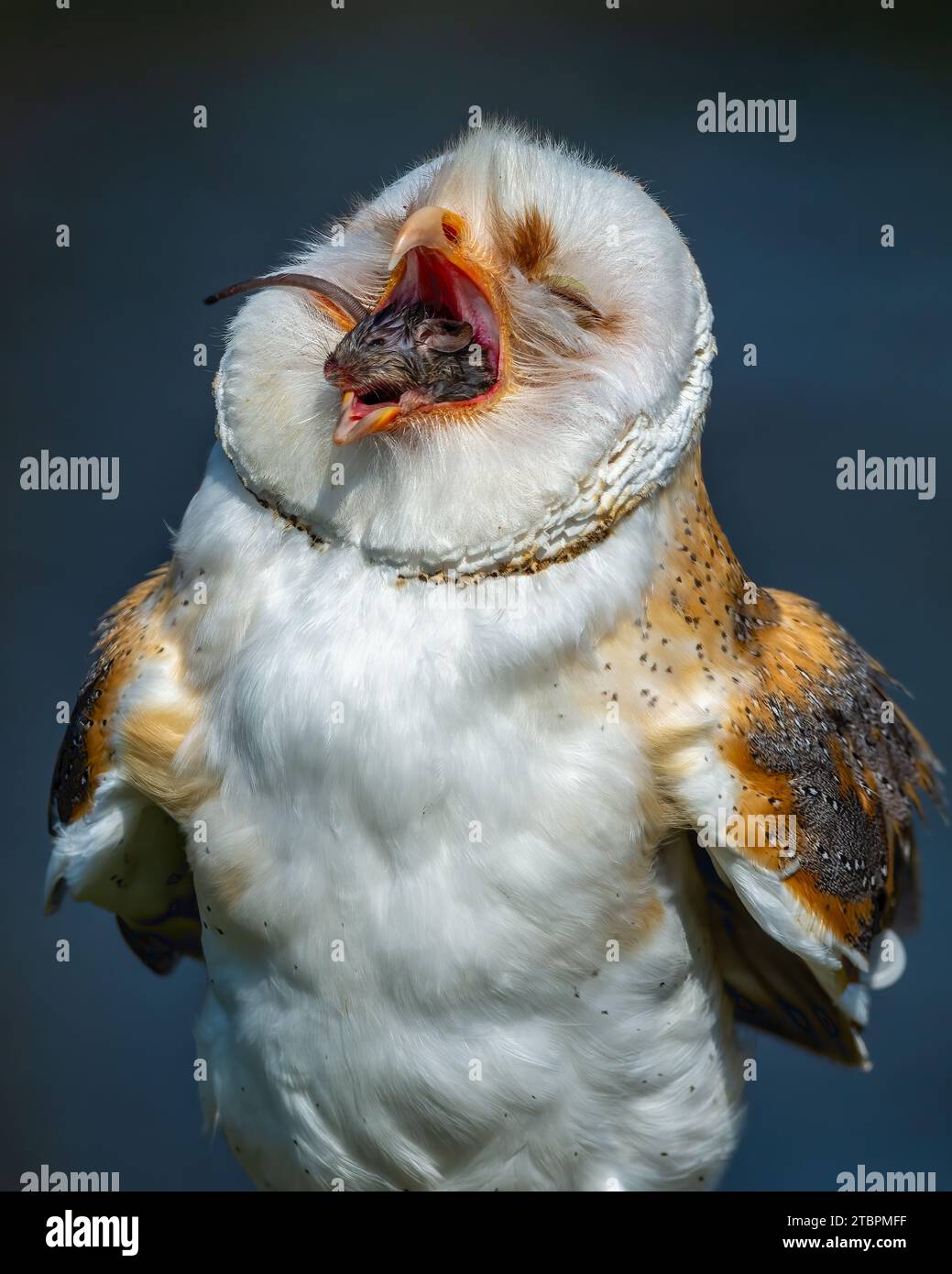 A barn owl on a tree branch with a small mouse clasped in its beak ...