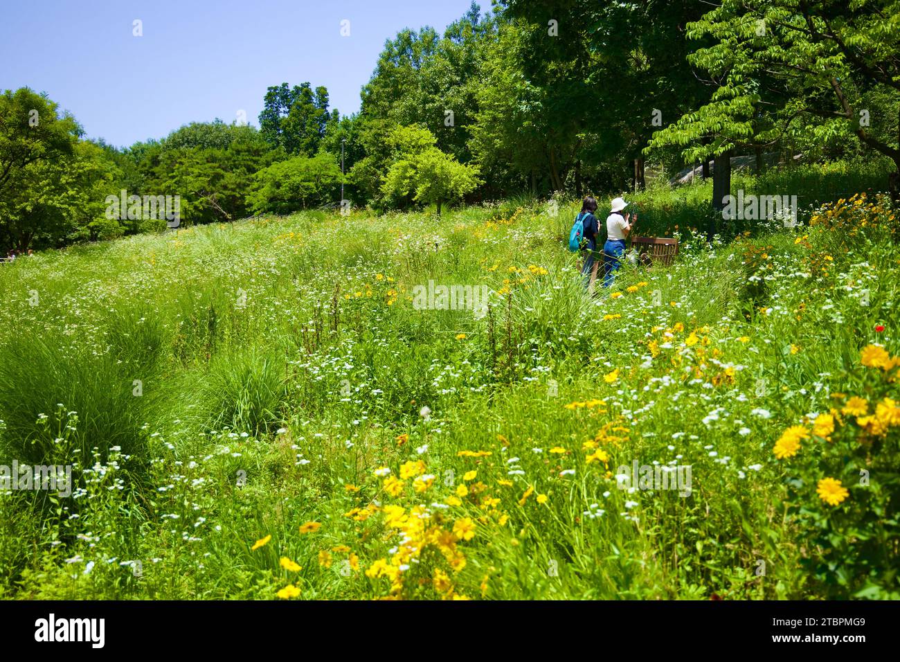 Seoul Forest, a vibrant blend of natural beauty and artistic expression ...