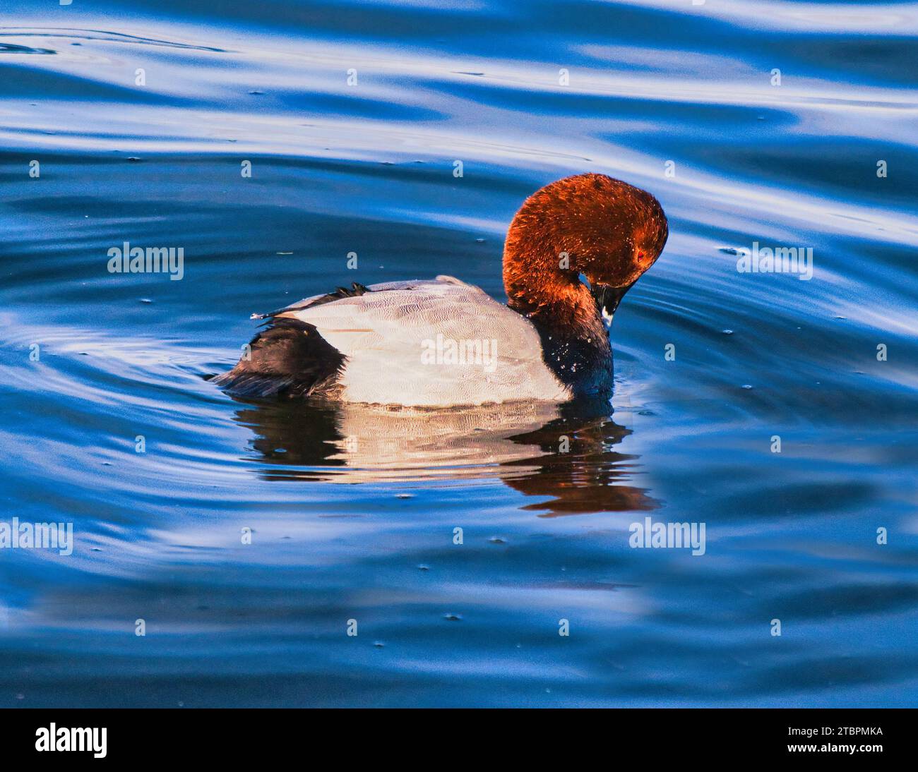 Duck paddling hi-res stock photography and images - Alamy