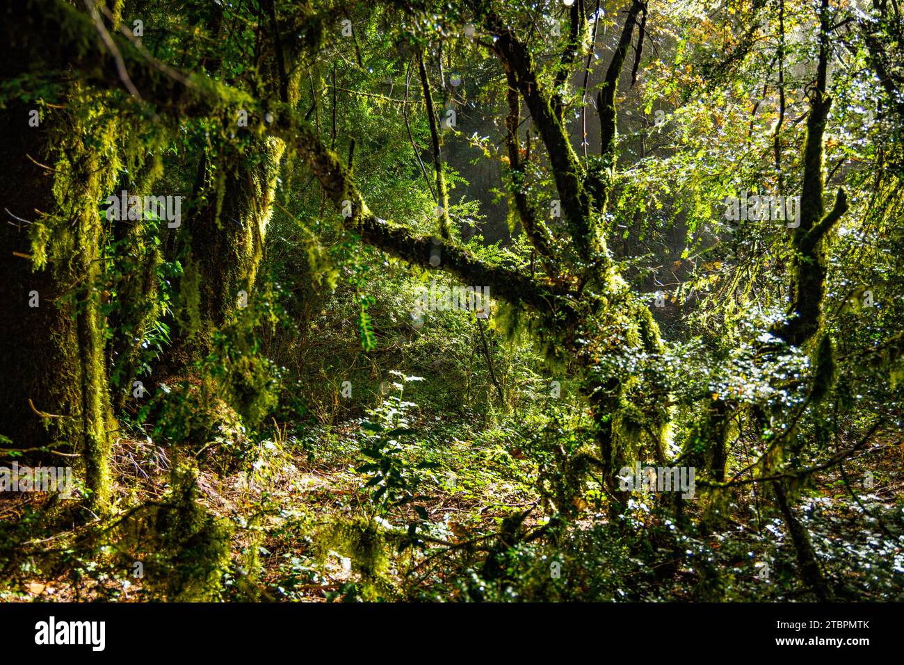 Moss overgrown trees in a natural forest in southern Albania Stock ...