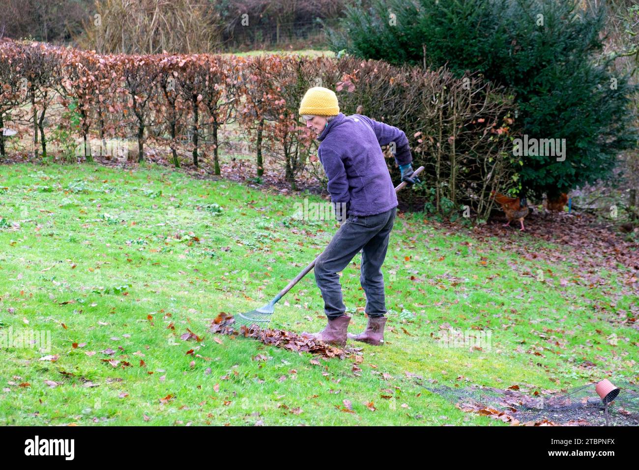 Older woman raking autumn leaves from the country garden lawn using ...