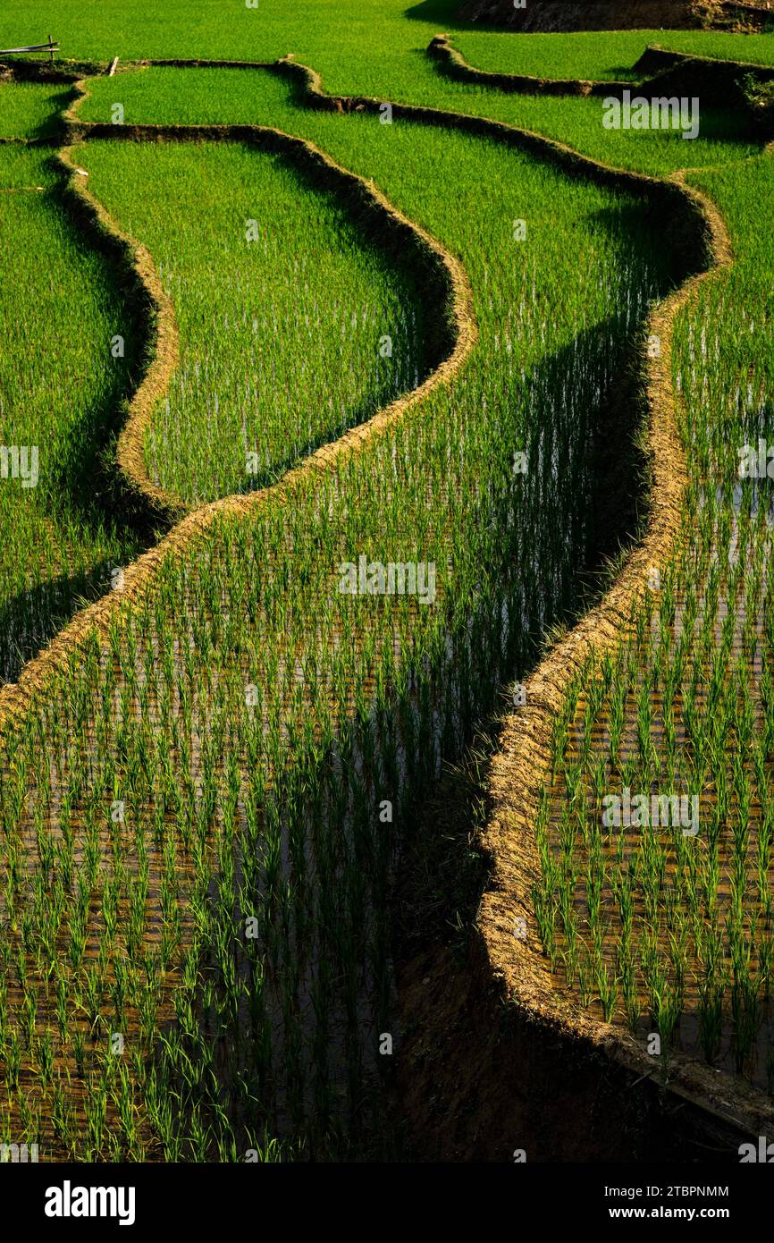 Agriculture des rizières hi-res stock photography and images - Alamy