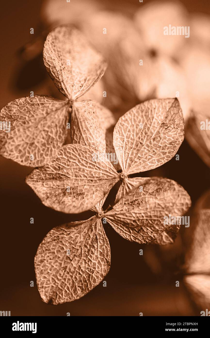 Peach Fuzz toned hydrangea petals background closeup. Dried flowers ...