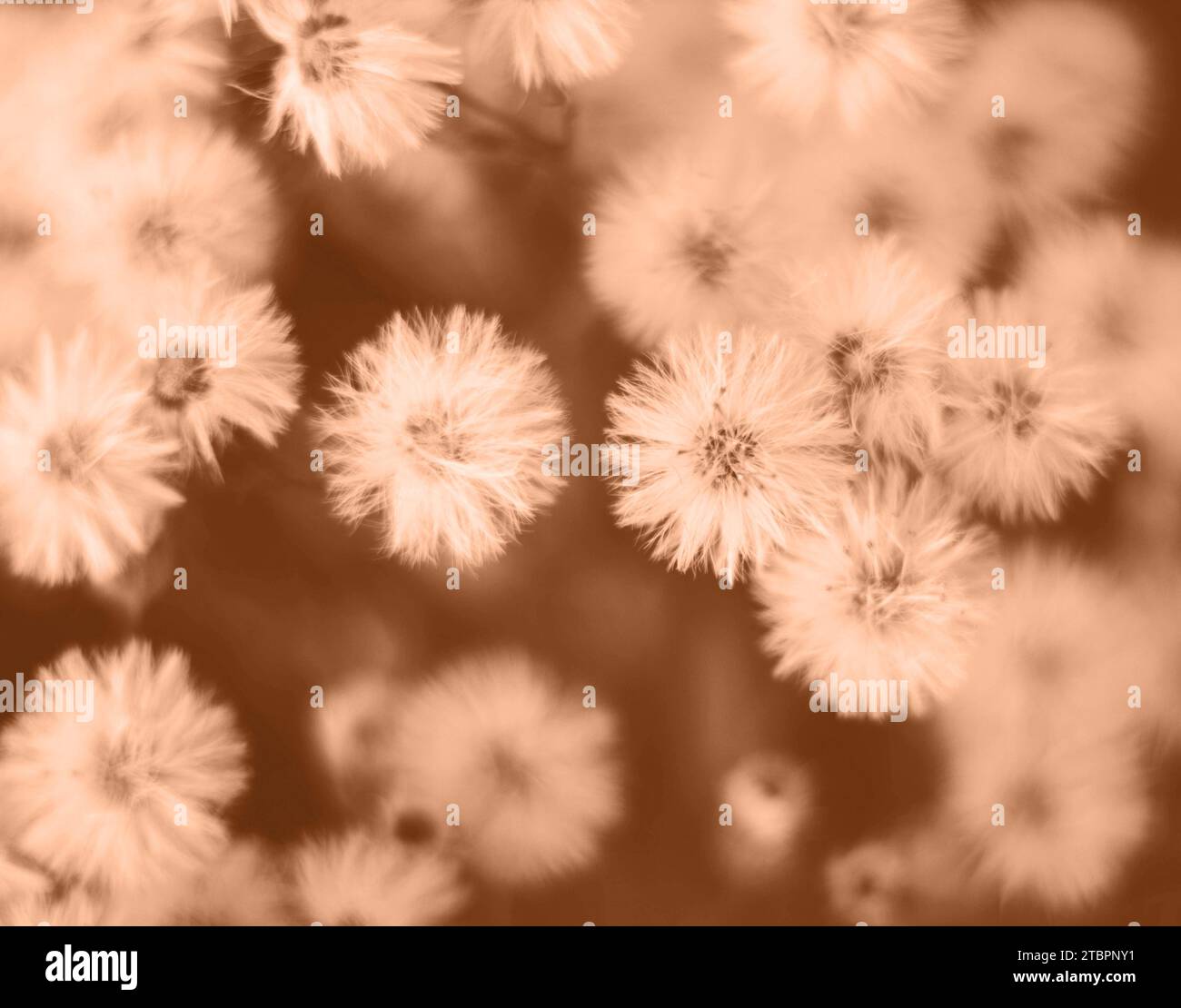 Peach Fuzz toned color fluffy flowers butterweed background closeup ...