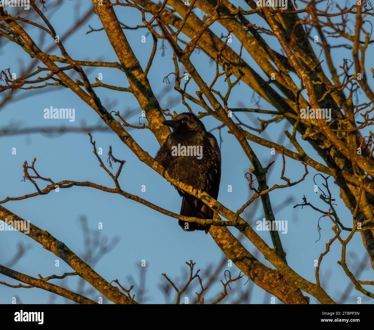 Pair of rooks hi-res stock photography and images - Alamy
