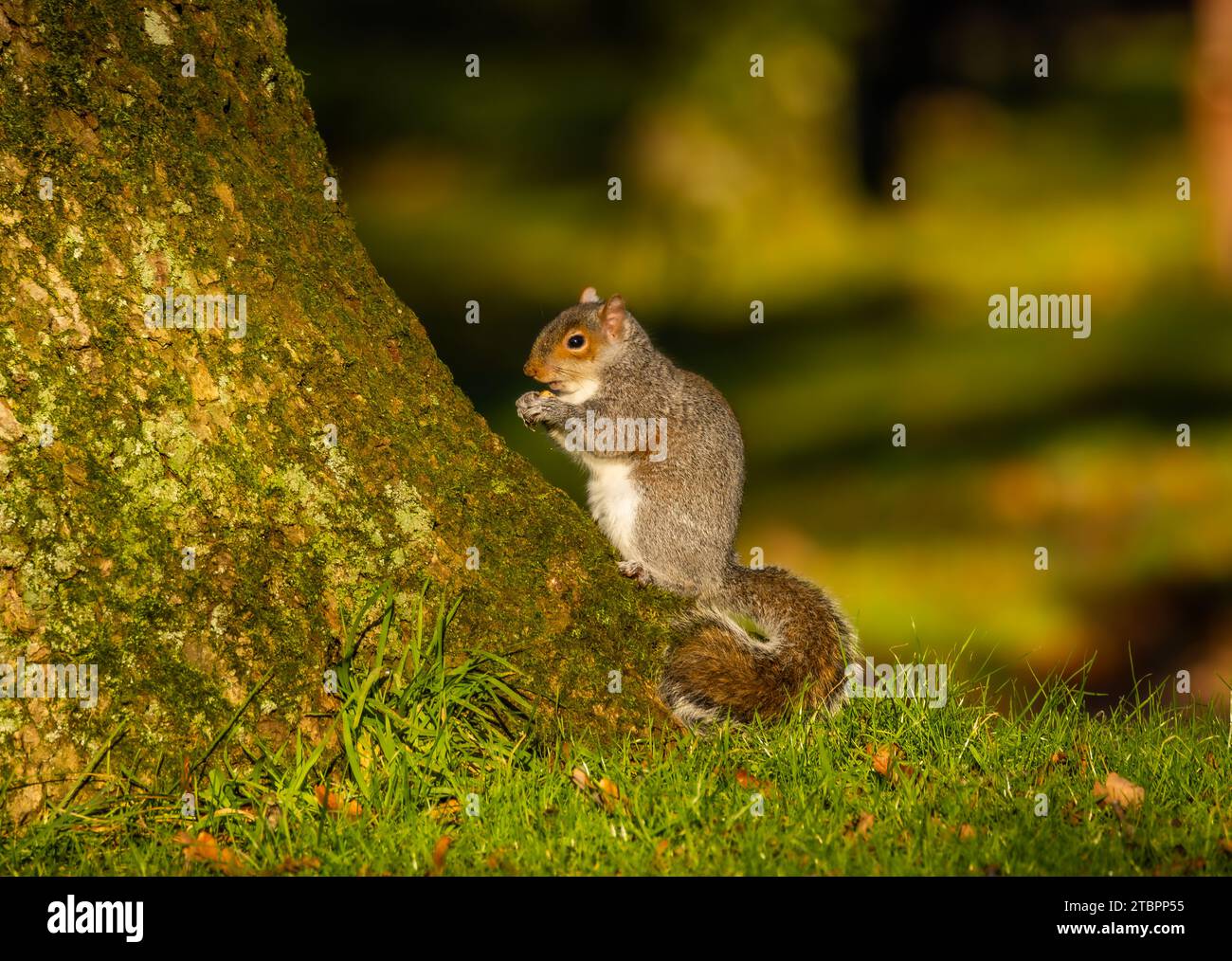 Gavin grey hi-res stock photography and images - Alamy