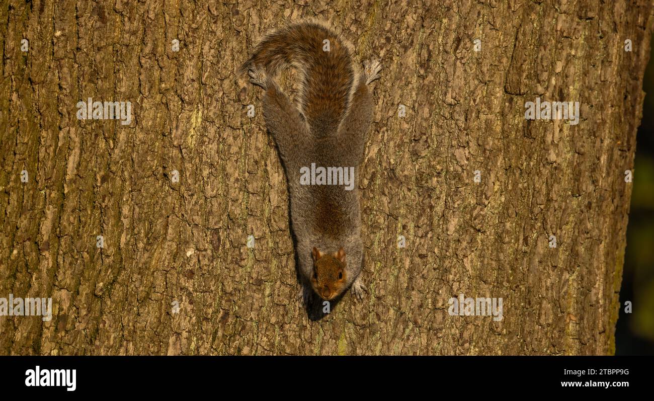 Gavin grey hi-res stock photography and images - Alamy