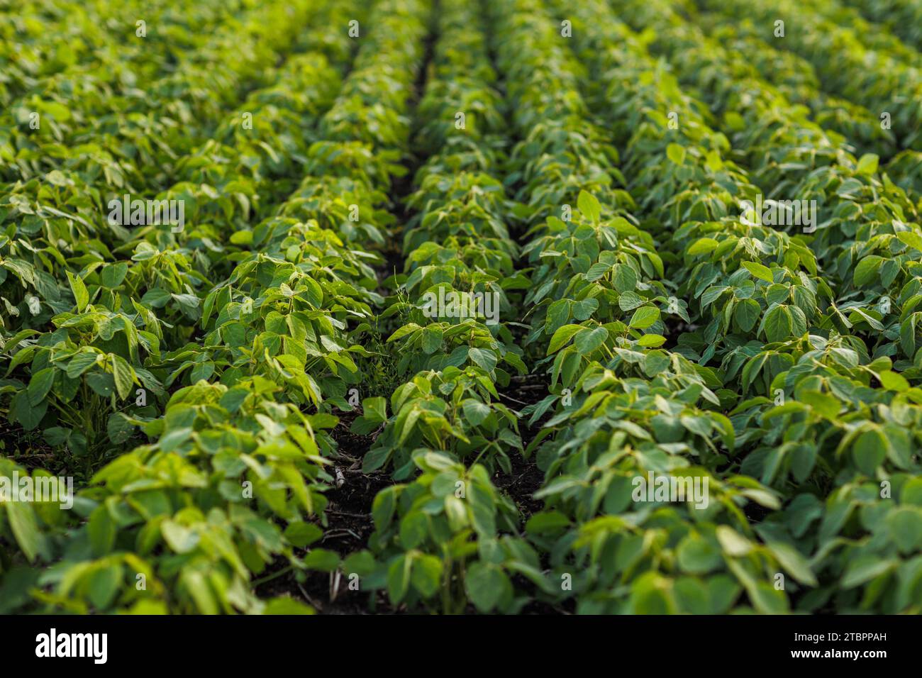 Agriculture. Soybean green plants growing in rows in cultivated field ...