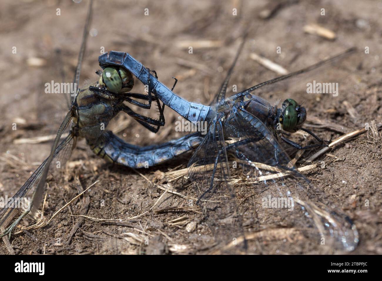 Dragonfly breeding ground hi-res stock photography and images - Alamy