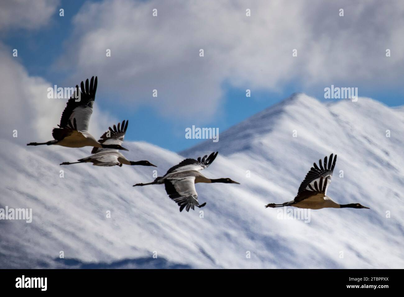 Lhasa. 8th Dec, 2023. This photo taken on Dec. 8, 2023 shows black ...