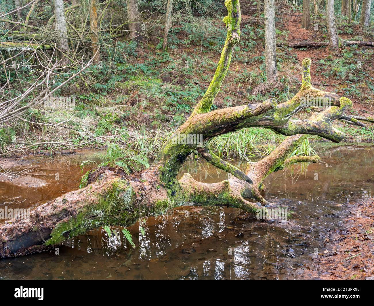 Jumbles country park hi-res stock photography and images - Alamy