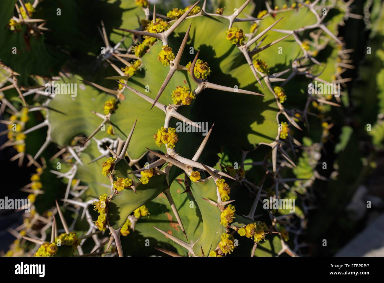 Sharp thorns hi-res stock photography and images - Alamy