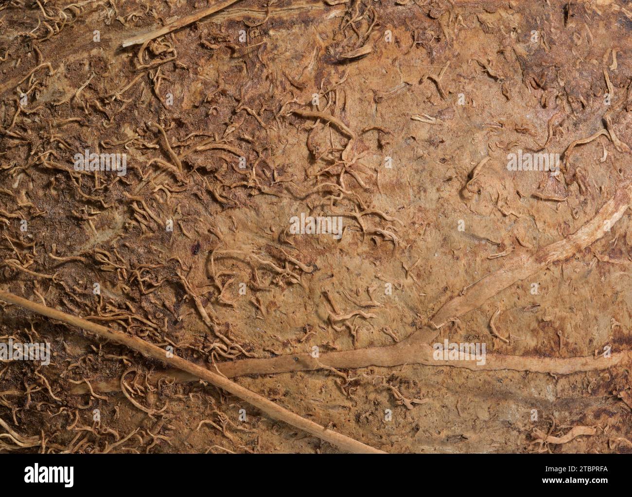Texture of brown coconut shell, macro Stock Photo - Alamy