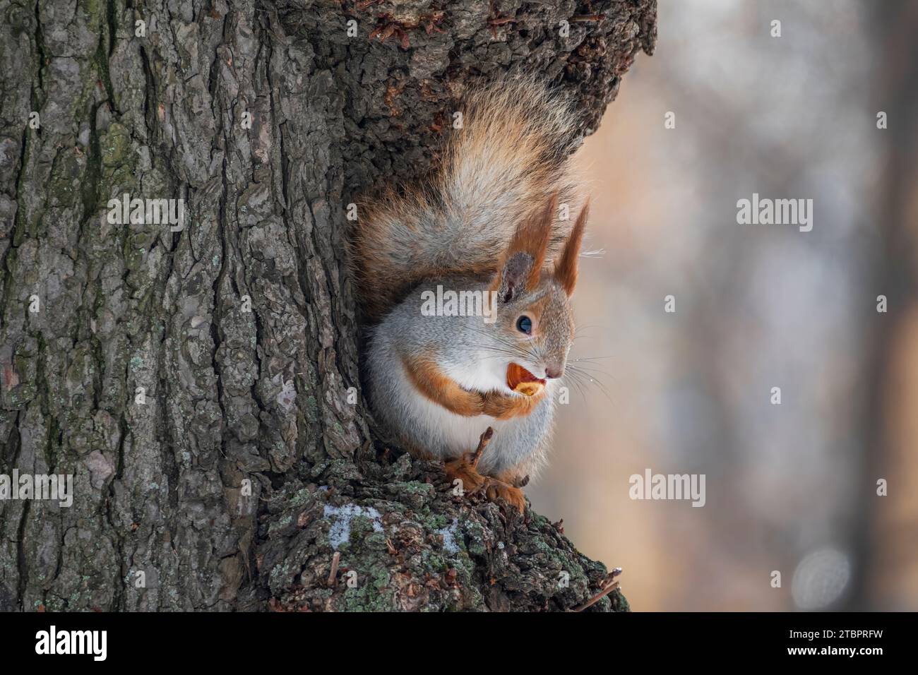 Squirrel on the tree holding whole hazelnut. Popular furry rodent in ...