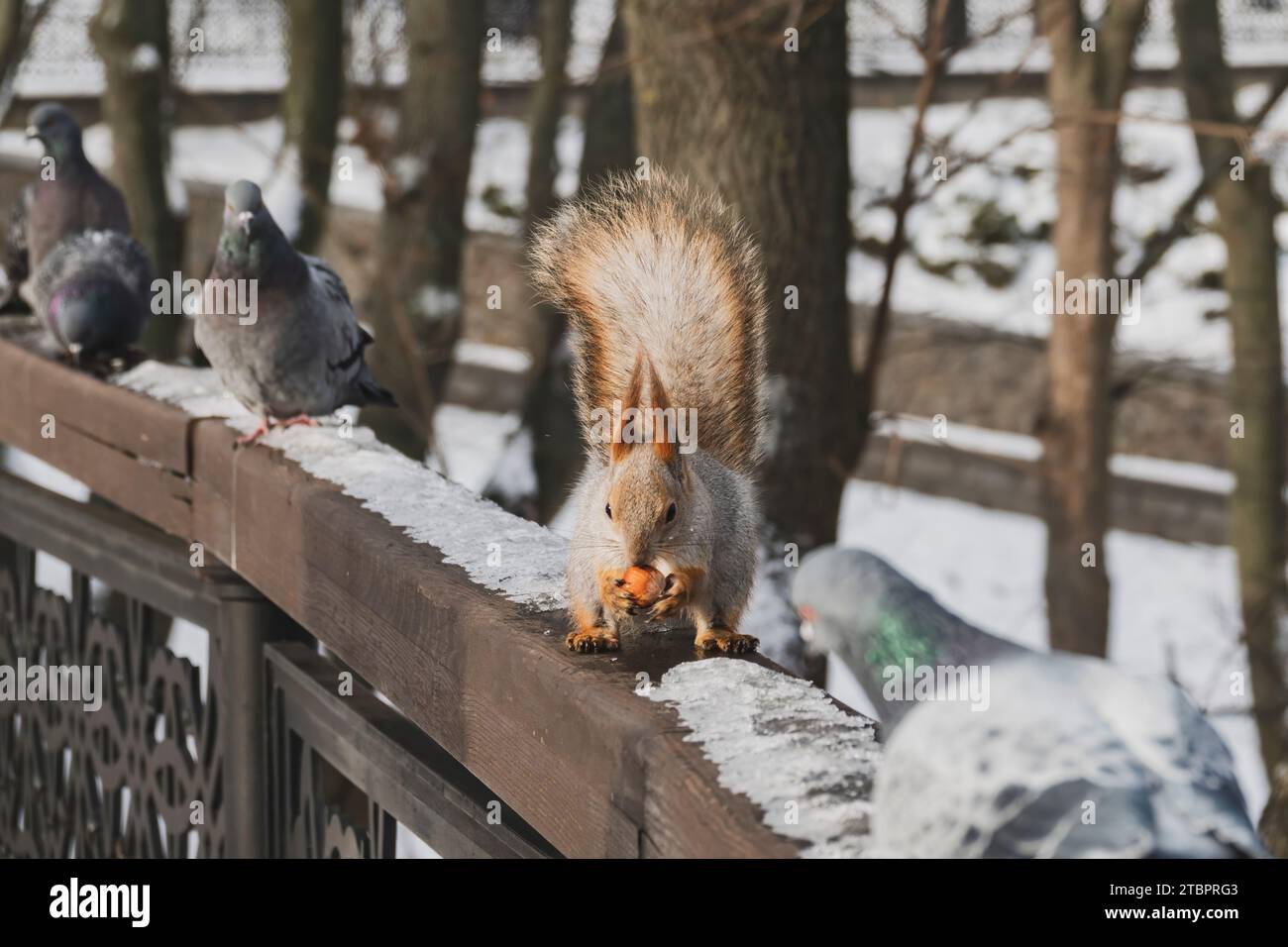 Fluffy red squirrel eats hazelnut in company of curious pigeons ...