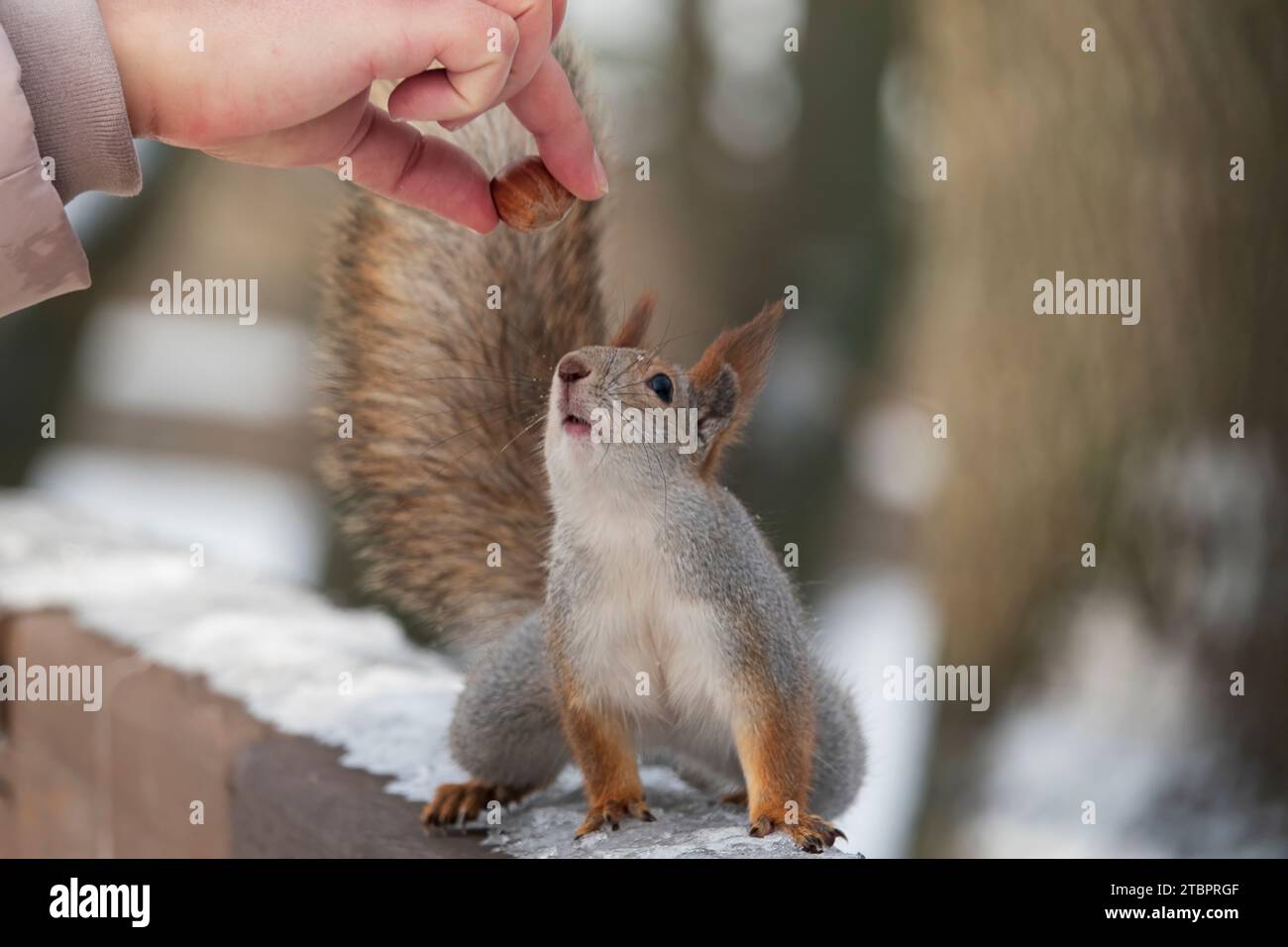 Cute red squirrel reaches for hazelnut in the human hand. Feedin wild ...