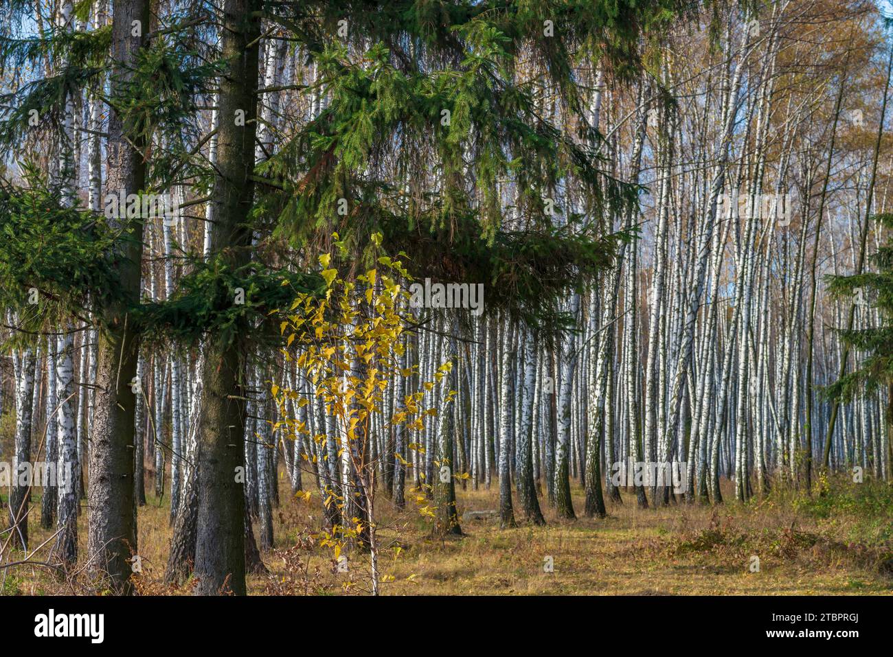 Sunny white birch forest. Beautiful forest scene Stock Photo - Alamy