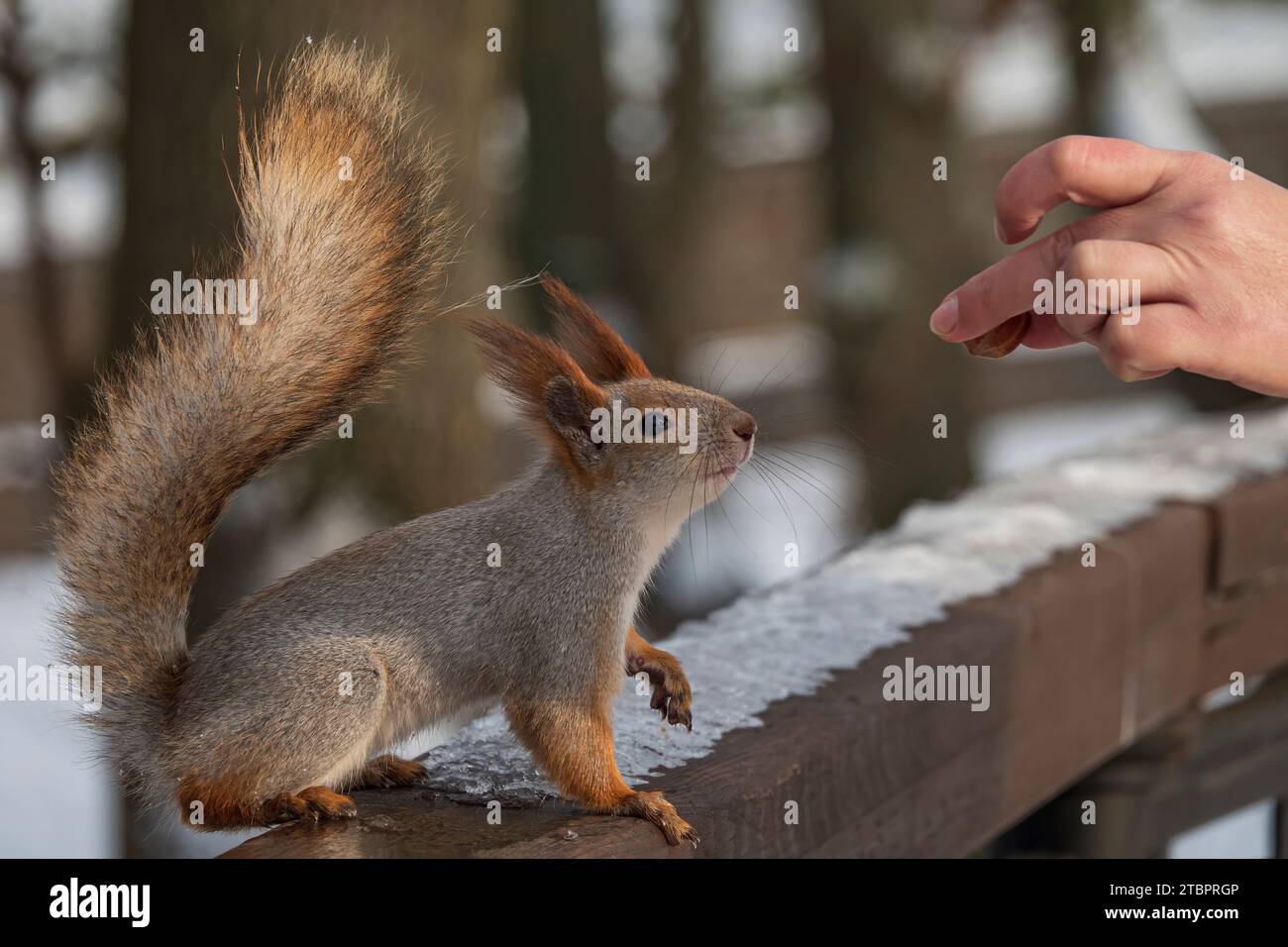 Human animals holding hand hi-res stock photography and images - Alamy