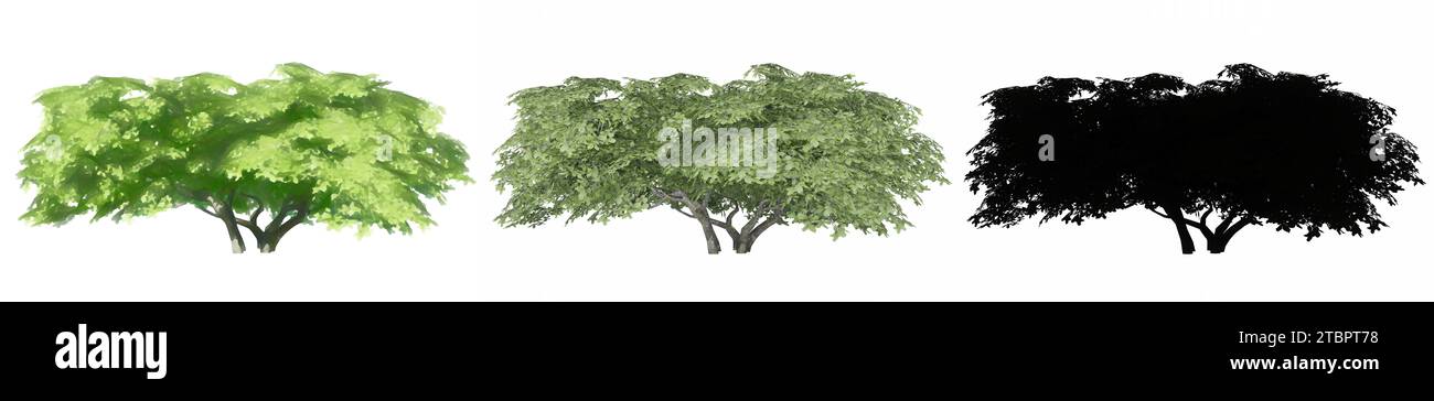 Set or collection of Kermes Oak trees, painted, natural and as a black ...