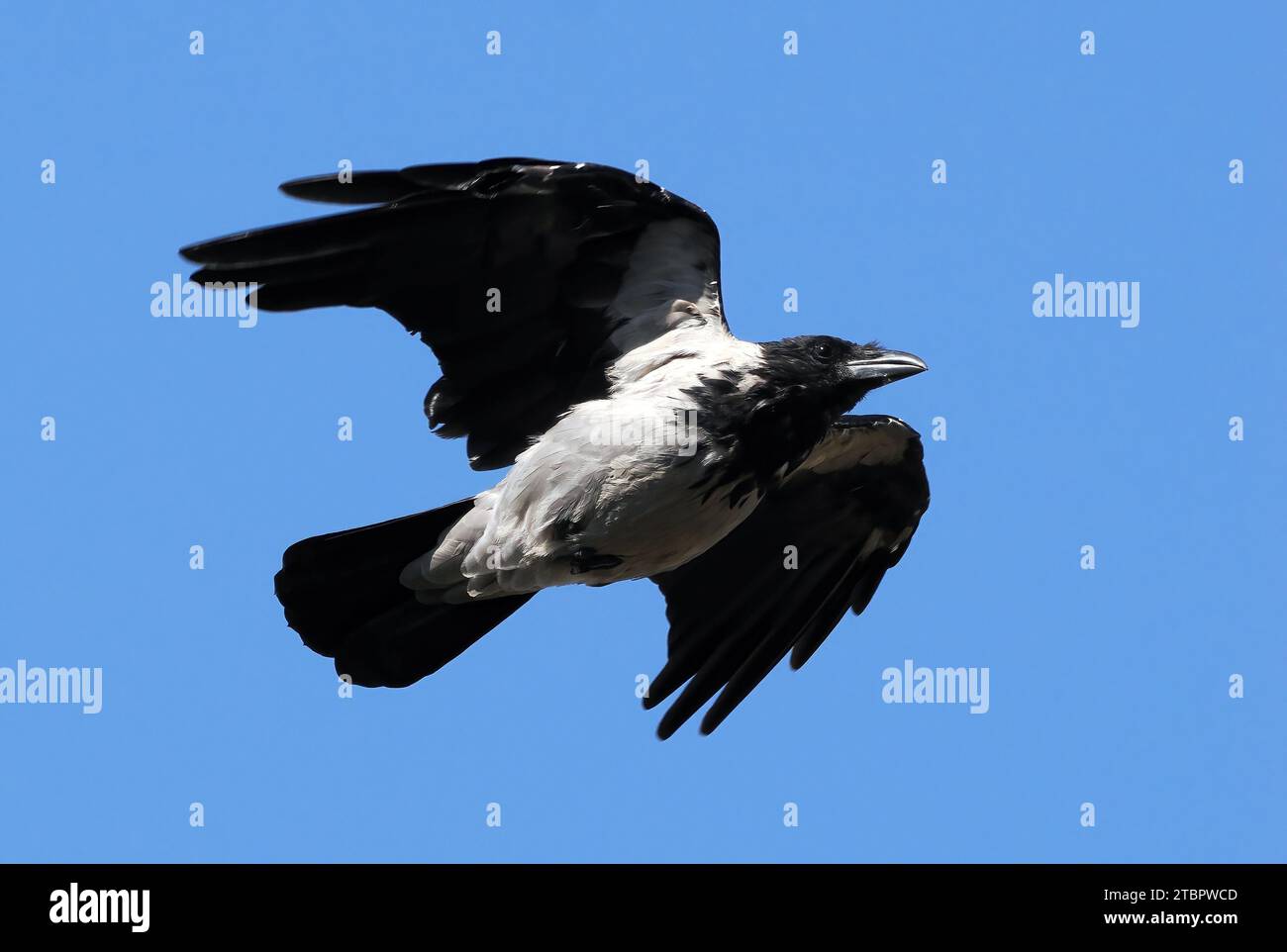 Hooded crow, scald-crow or hoodie, Nebelkrähe, Corneille mantelée ...