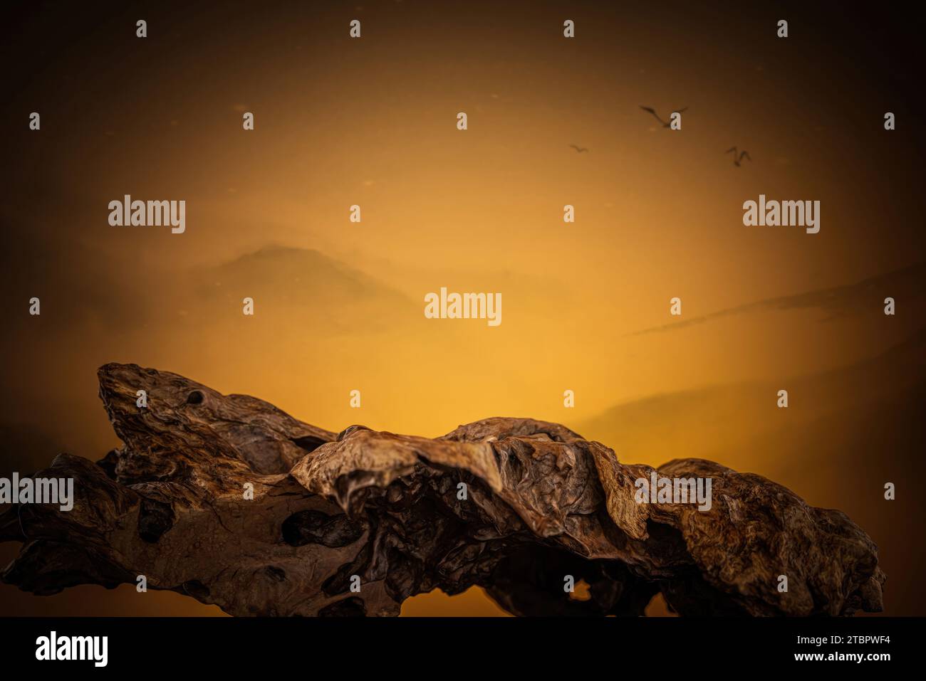 Product backdrop designs, Product showcase backdrop, Product ...