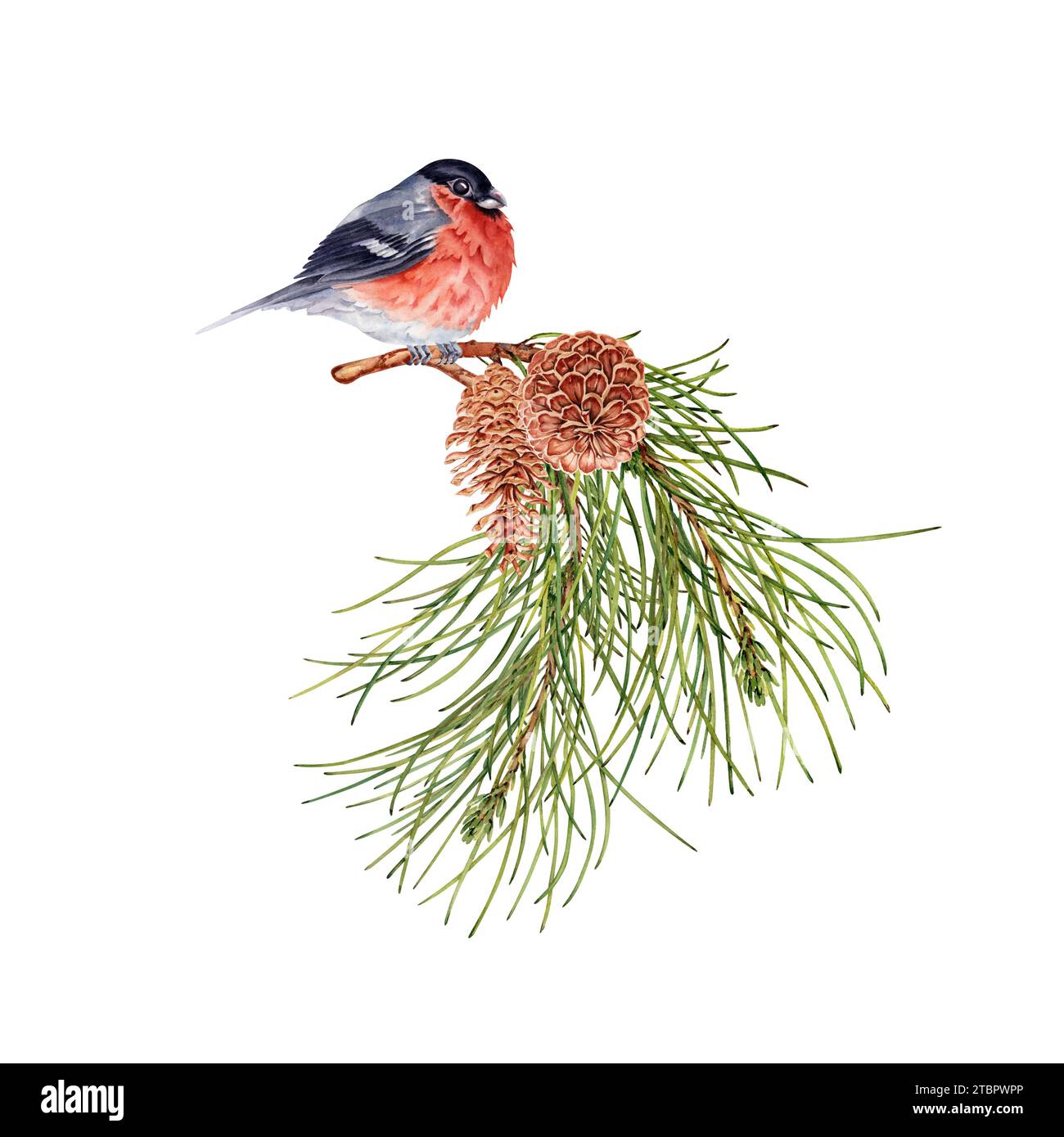 Winter forest composition with pine tree branches, bullfinch birds and ...