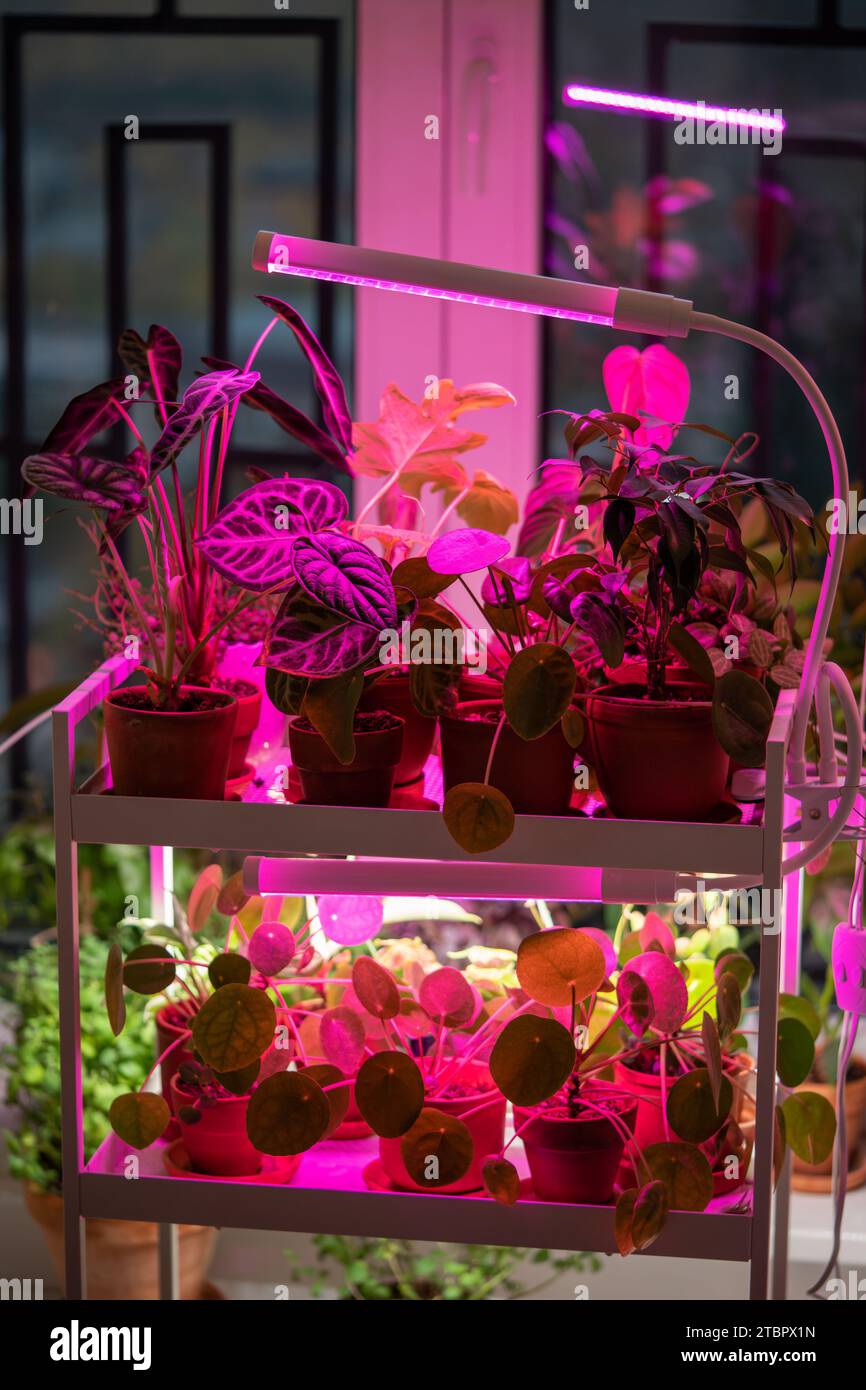 Phytolamp illuminates plant at home. LED lamp for supplementary ...
