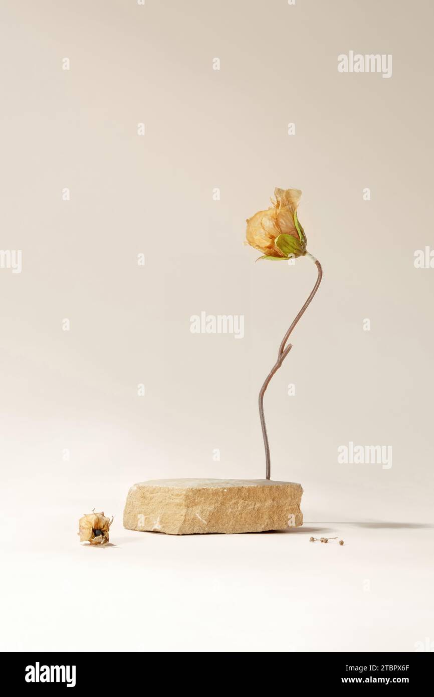 Product backdrop designs, Product showcase backdrop, Product ...