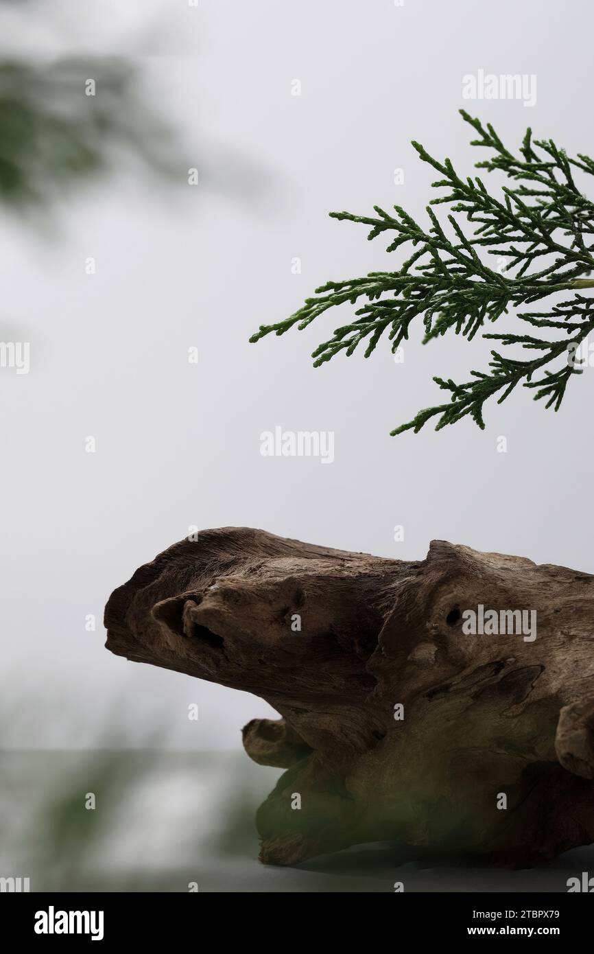 Product backdrop designs, Product showcase backdrop, Product ...