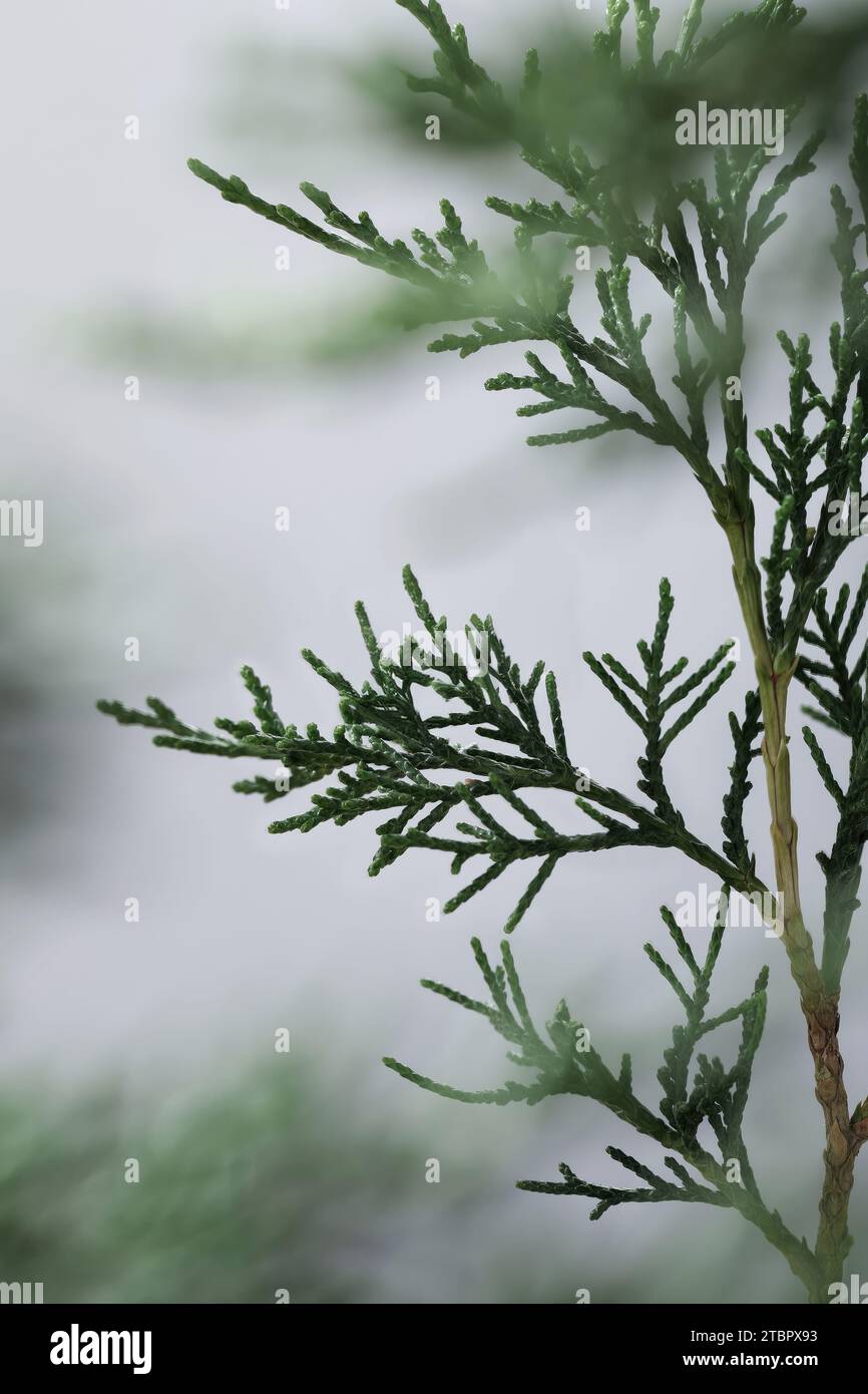 Product backdrop designs, Product showcase backdrop, Product ...