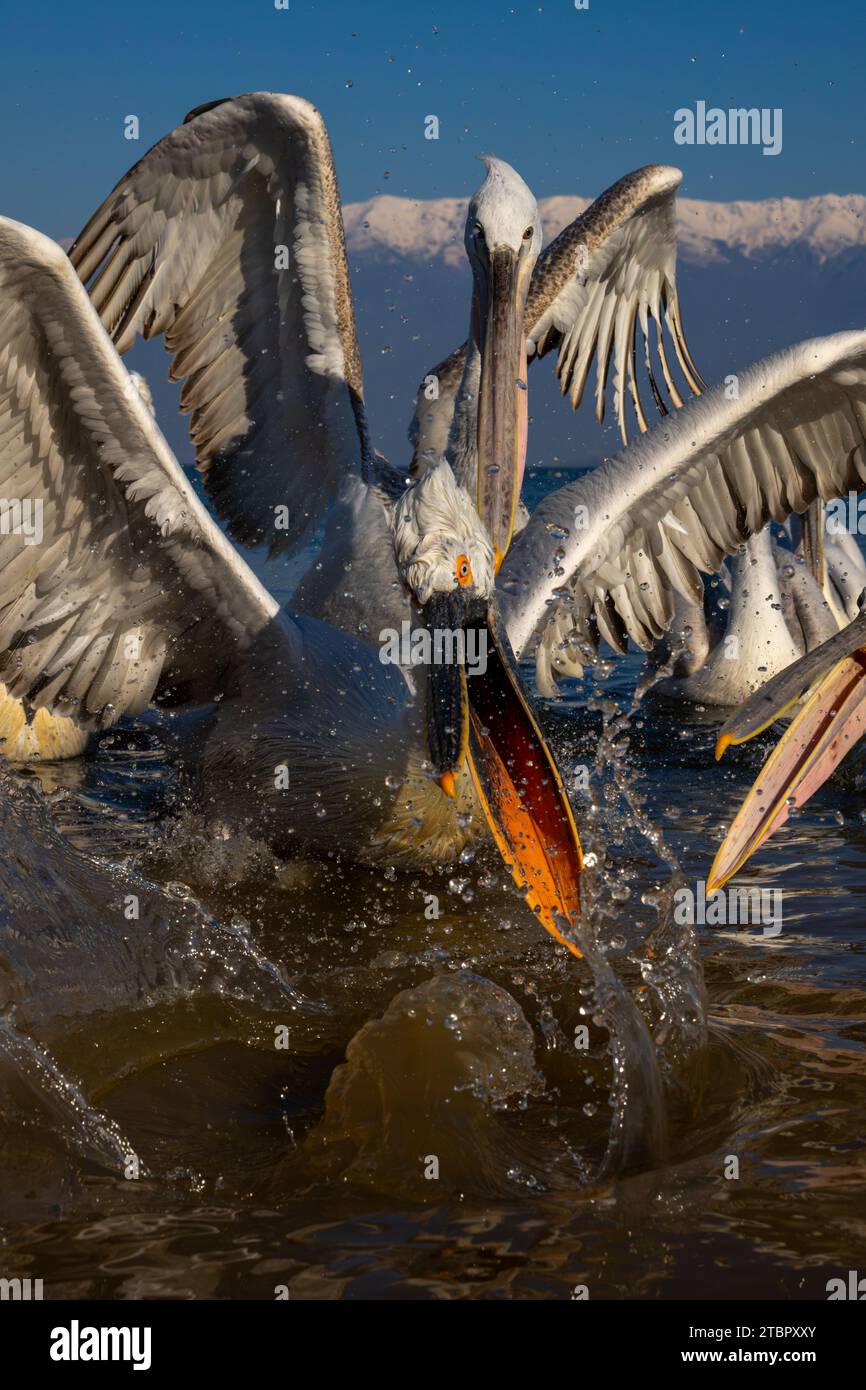 Pelican stretches to catch fish in shallows Stock Photo - Alamy