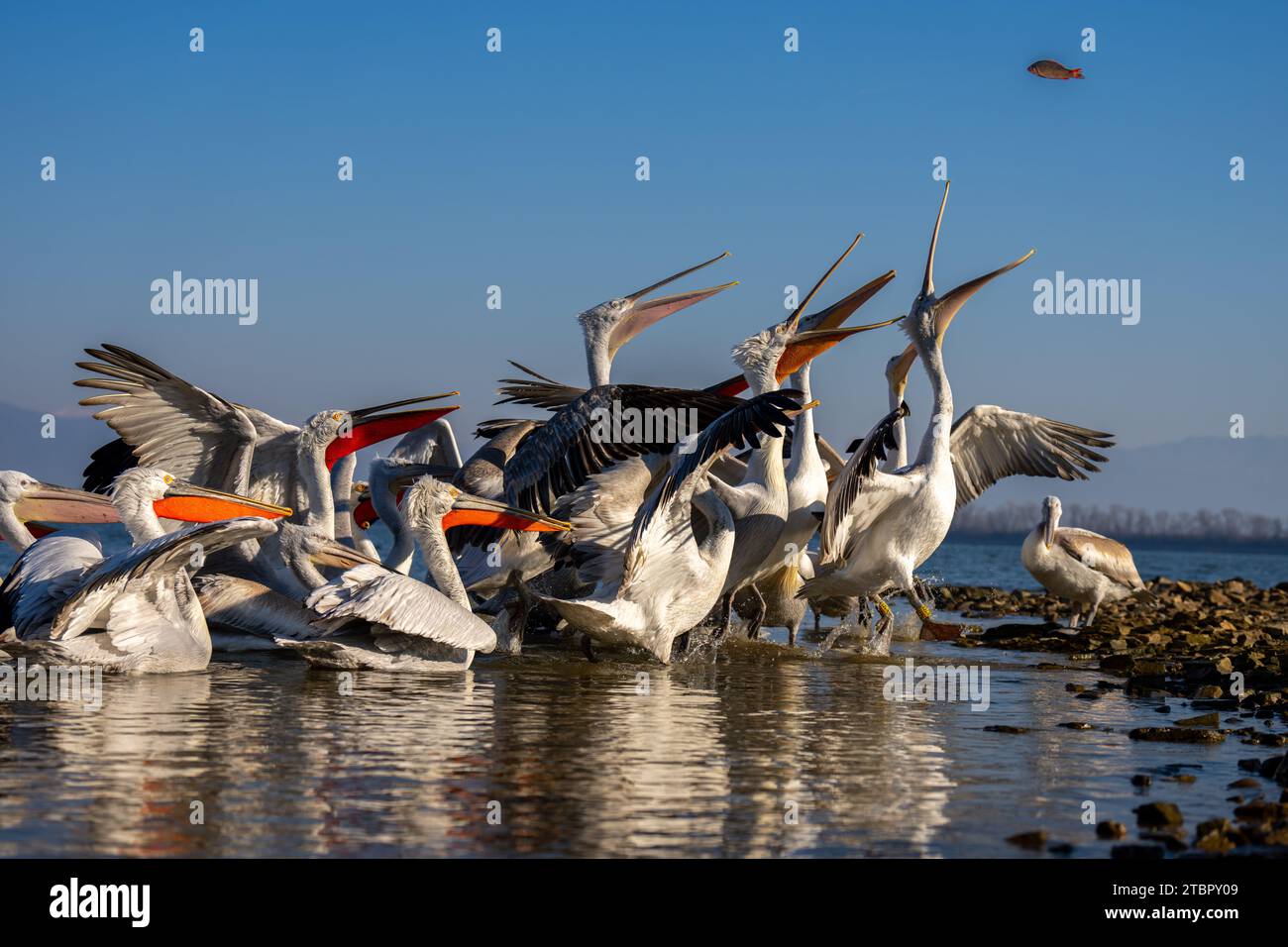 Pelicans stretch to catch fish in mid-air Stock Photo - Alamy