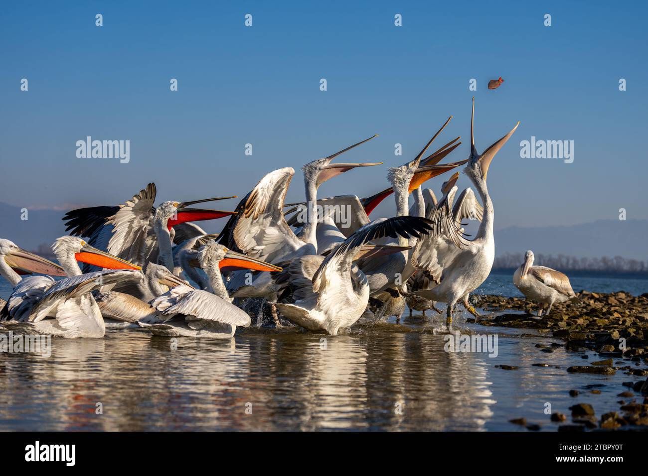 Pelicans stretch to catch fish in shallows Stock Photo - Alamy