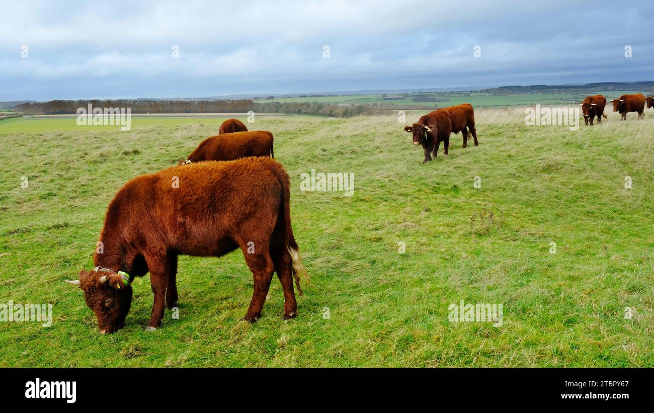 Small herd of young beef cattle - John Gollop Stock Photo - Alamy