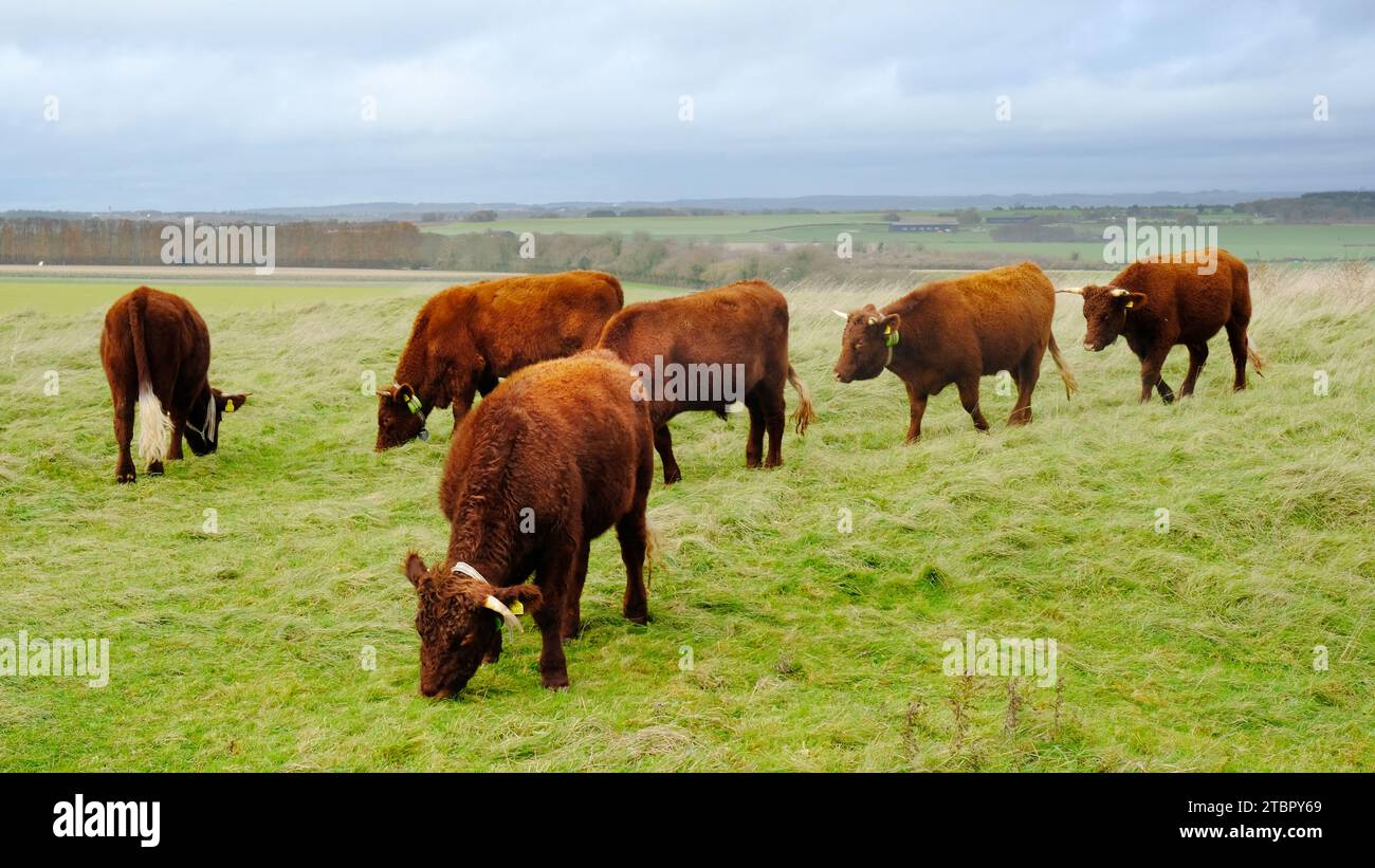 Small herd of young beef cattle - John Gollop Stock Photo - Alamy
