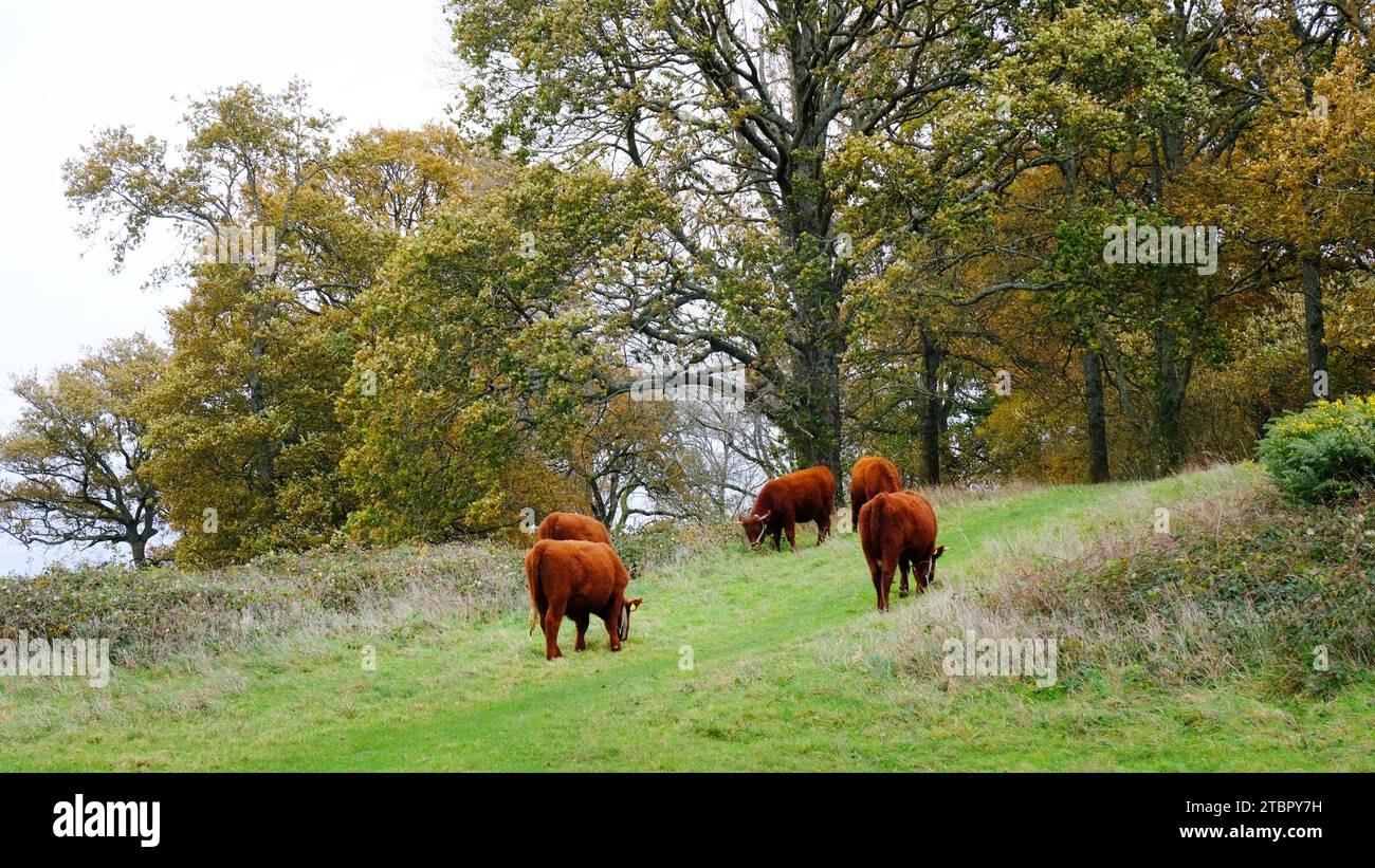 Small herd of young beef cattle - John Gollop Stock Photo - Alamy