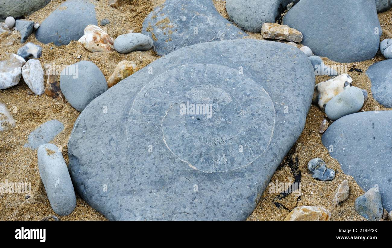 Ammonite fossils found on the beach at Lyme Regis - John Gollop Stock ...