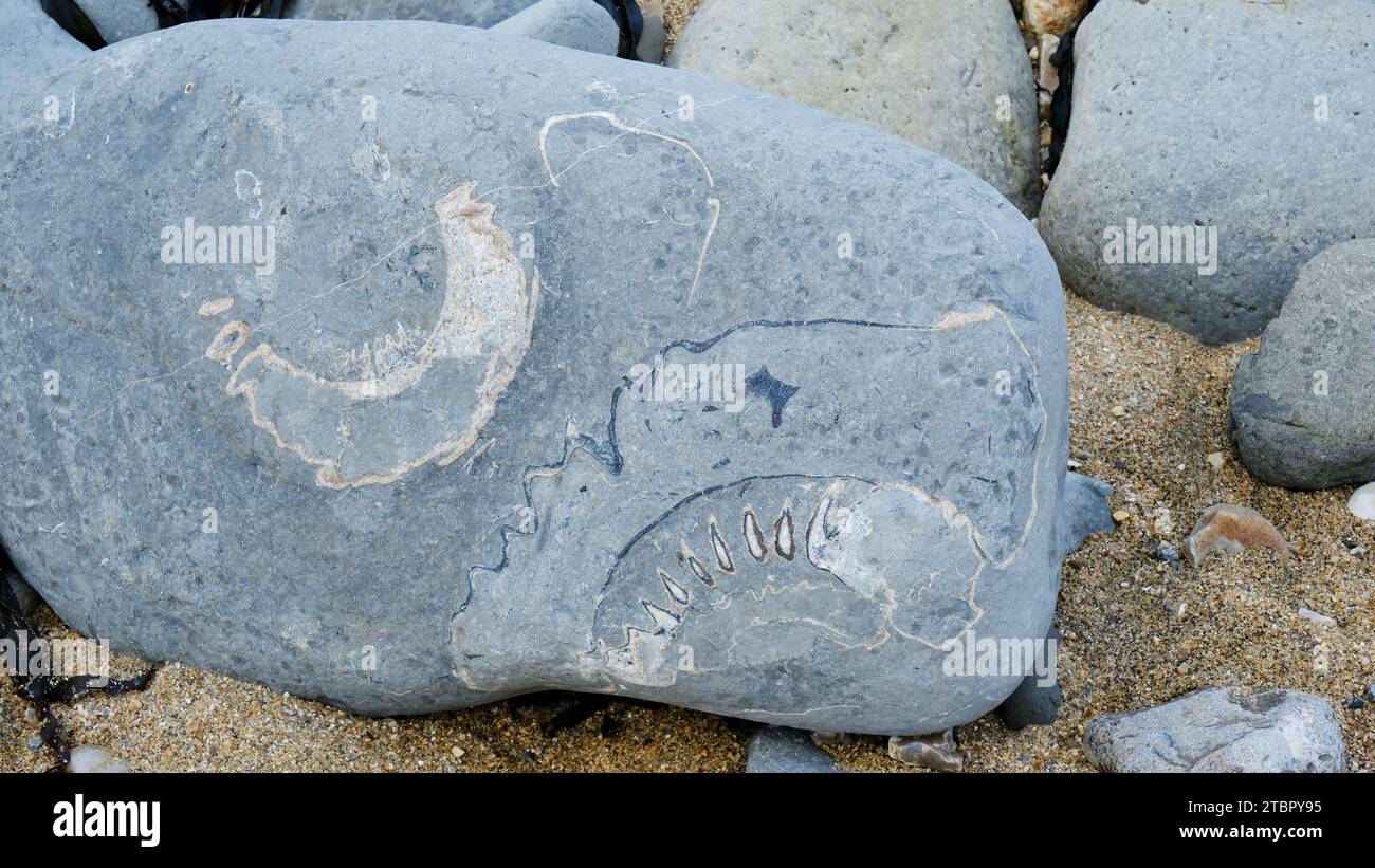 Ammonite fossils found on the beach at Lyme Regis - John Gollop Stock ...