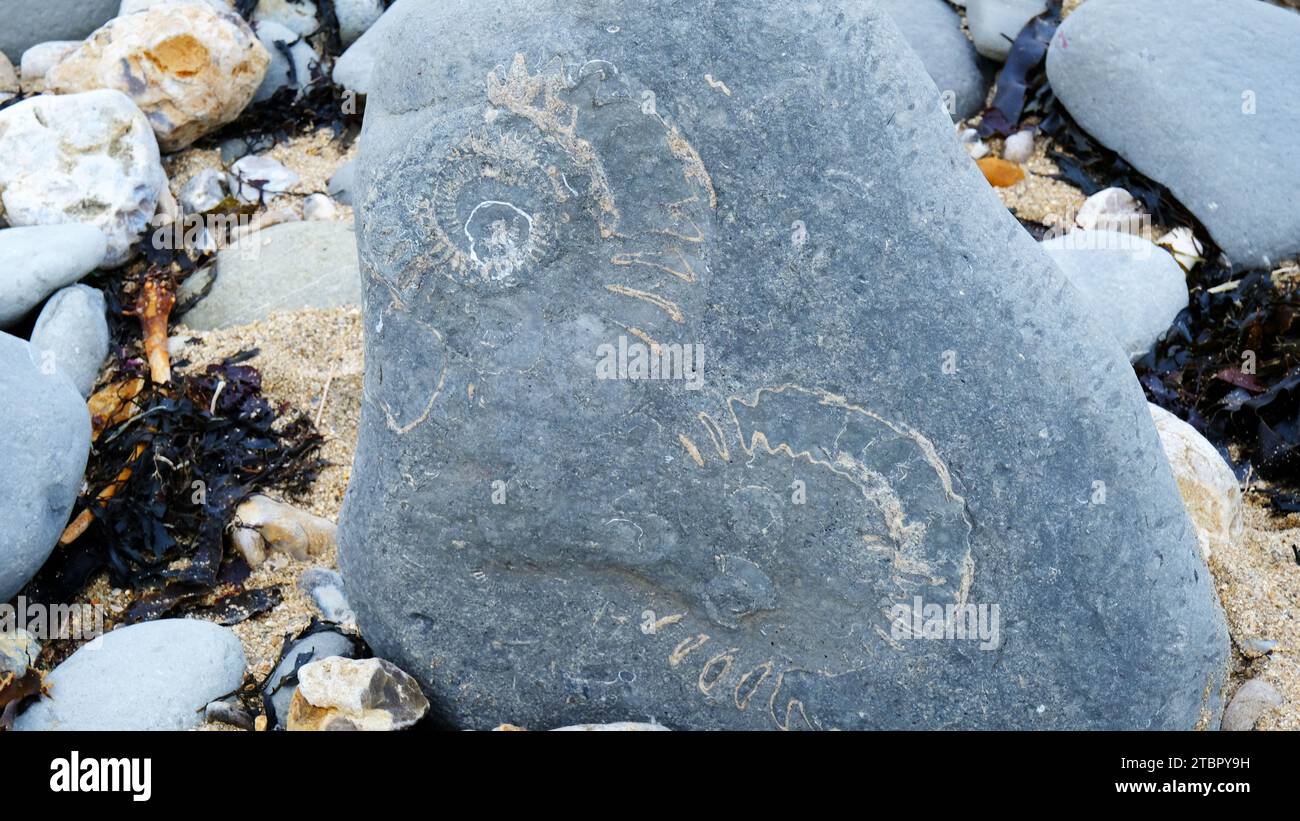 Fossils in rocks on beach hi-res stock photography and images - Alamy